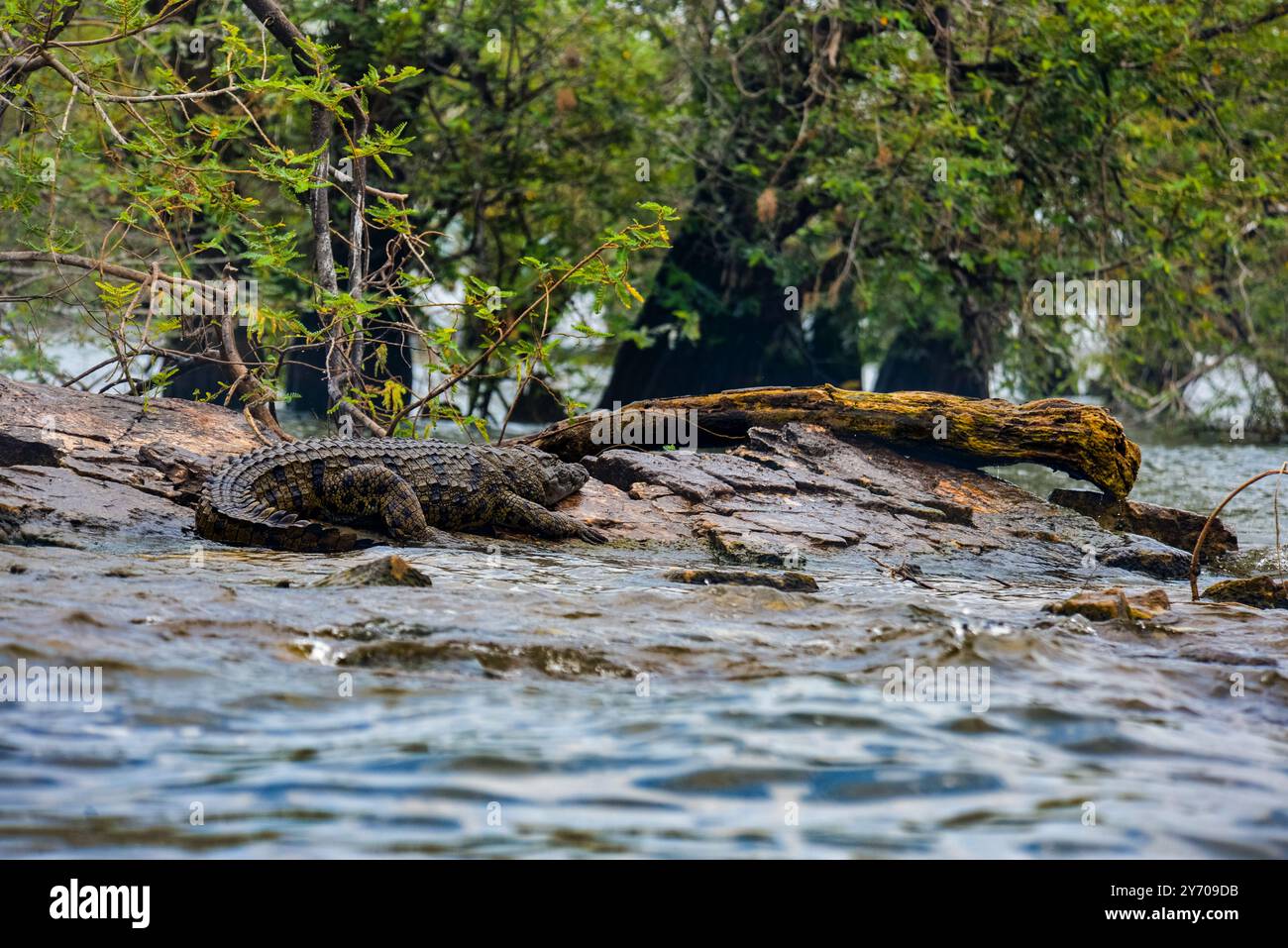 A crocodile at Virgin Island Ssese in Lake Victoria. Photo by Matthias ...