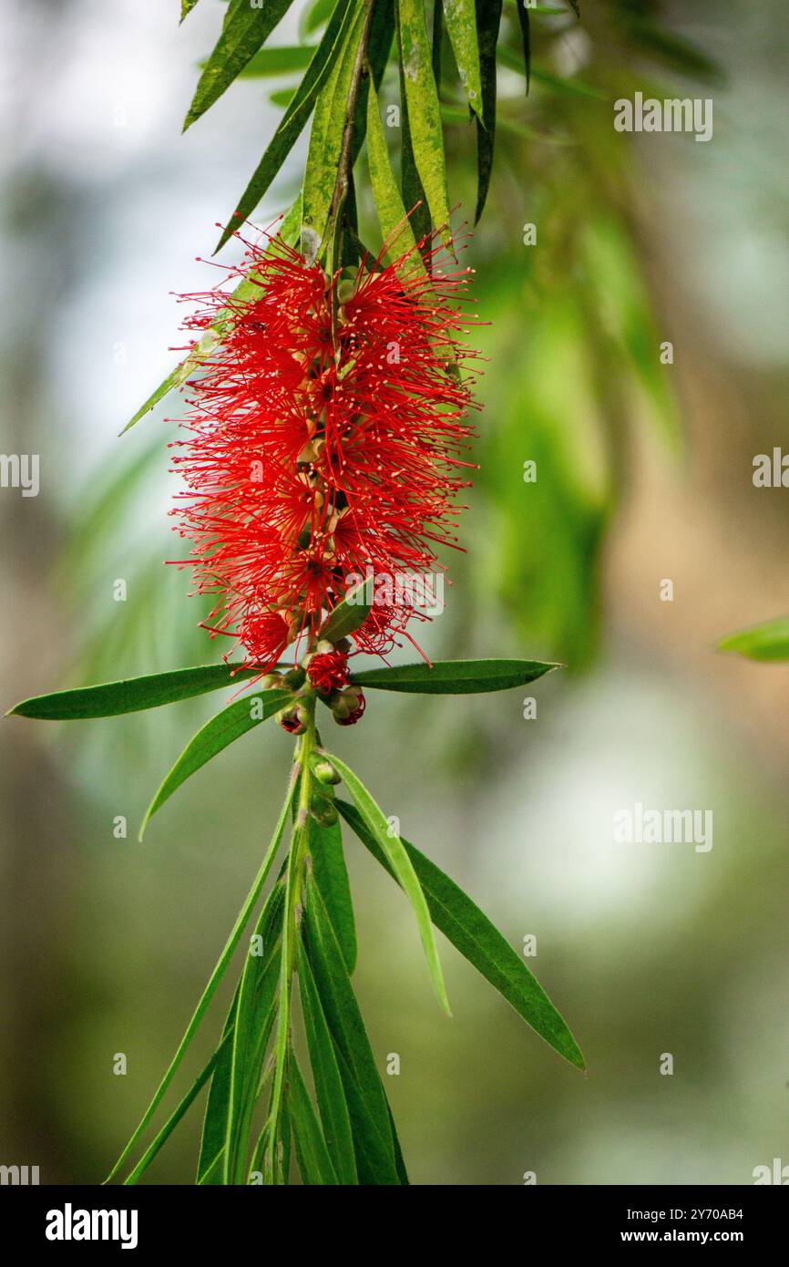 Melaleuca leucadendra (Kayu putih, Melaleuca leucadendron, weeping ...