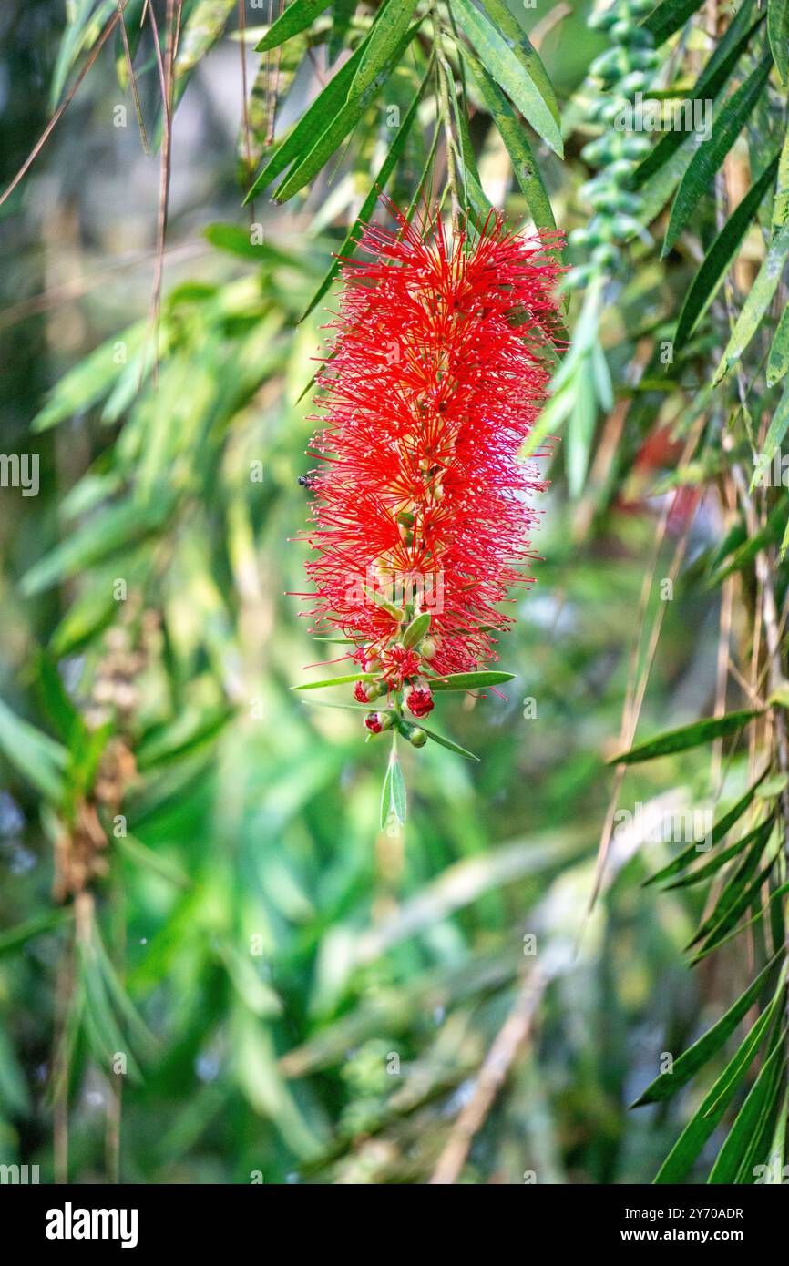 Melaleuca leucadendra (Kayu putih, Melaleuca leucadendron, weeping ...