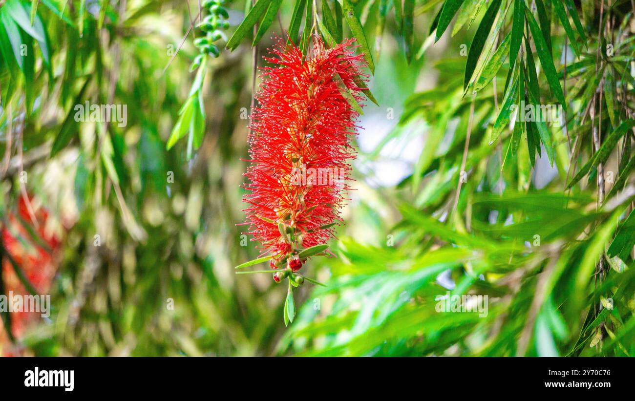 Melaleuca leucadendra (Kayu putih, Melaleuca leucadendron, weeping ...