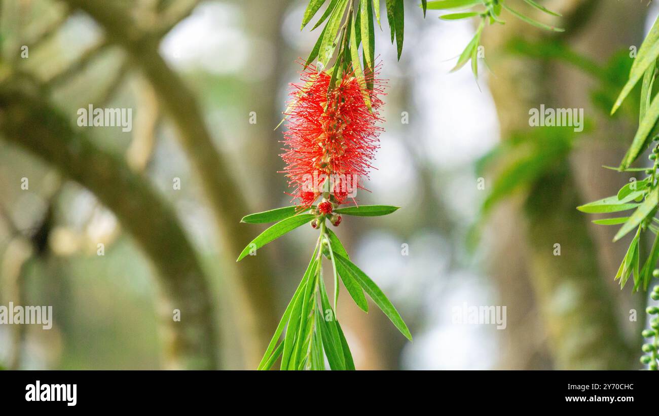 Melaleuca leucadendra (Kayu putih, Melaleuca leucadendron, weeping ...