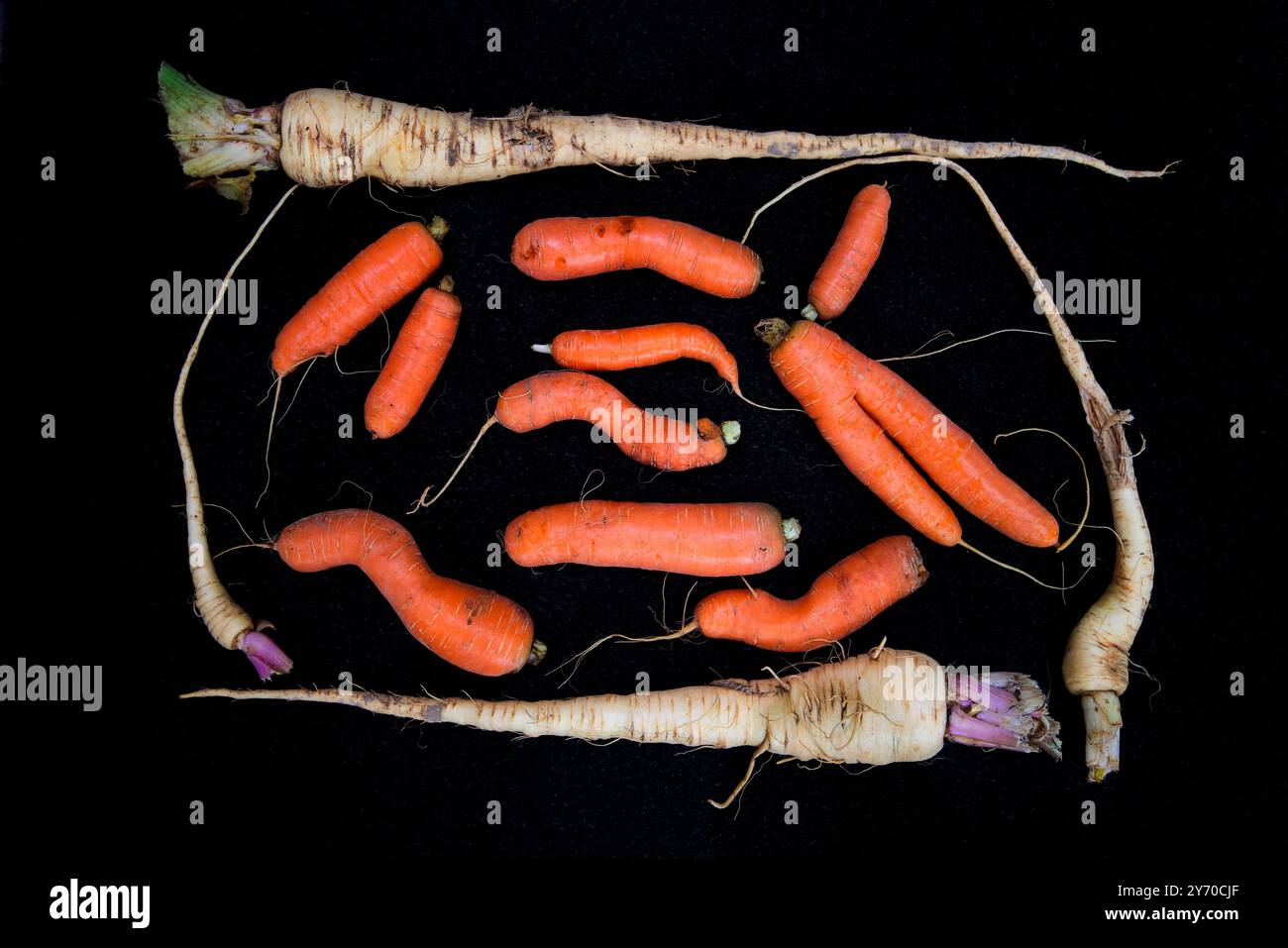 Abstract carrot and parsnip image hi-res stock photography and images ...