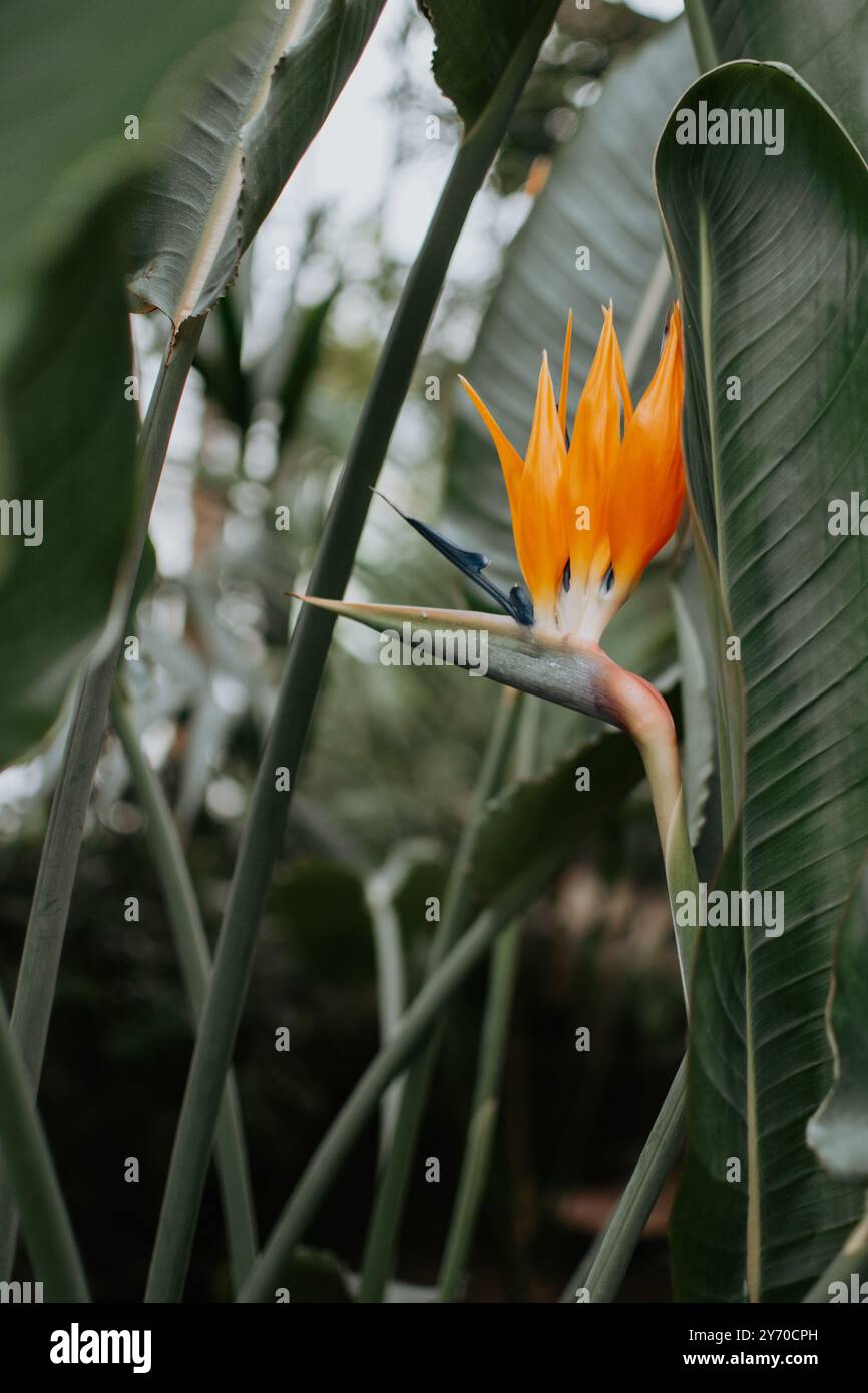 Blooming Strelitzia reginae, commonly known as the crane flower or bird ...