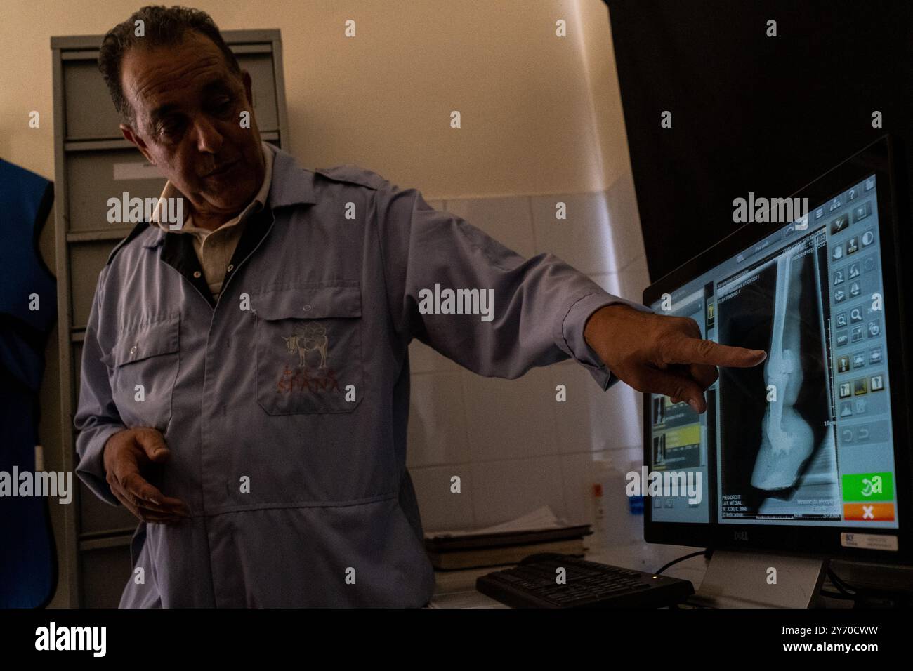 X-ray of an injured donkey at Bouskoura on the outskirts of Casablanca ...