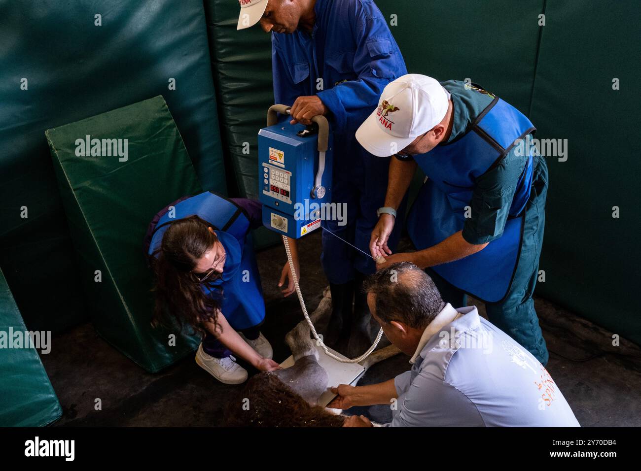 X-ray of an injured donkey at Bouskoura on the outskirts of Casablanca ...