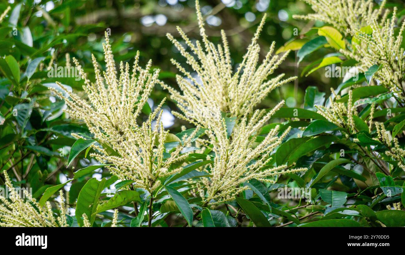 Castanea mollissima (Chinese chestnut, sarangan, berangan, Saninten ...