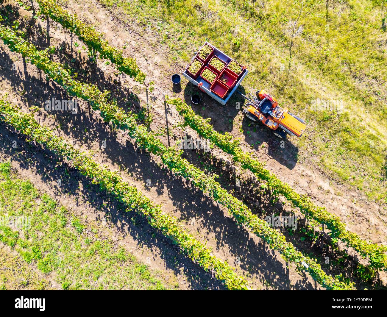 Aerial drone shot capturing a vineyard during harvest season. A tractor ...