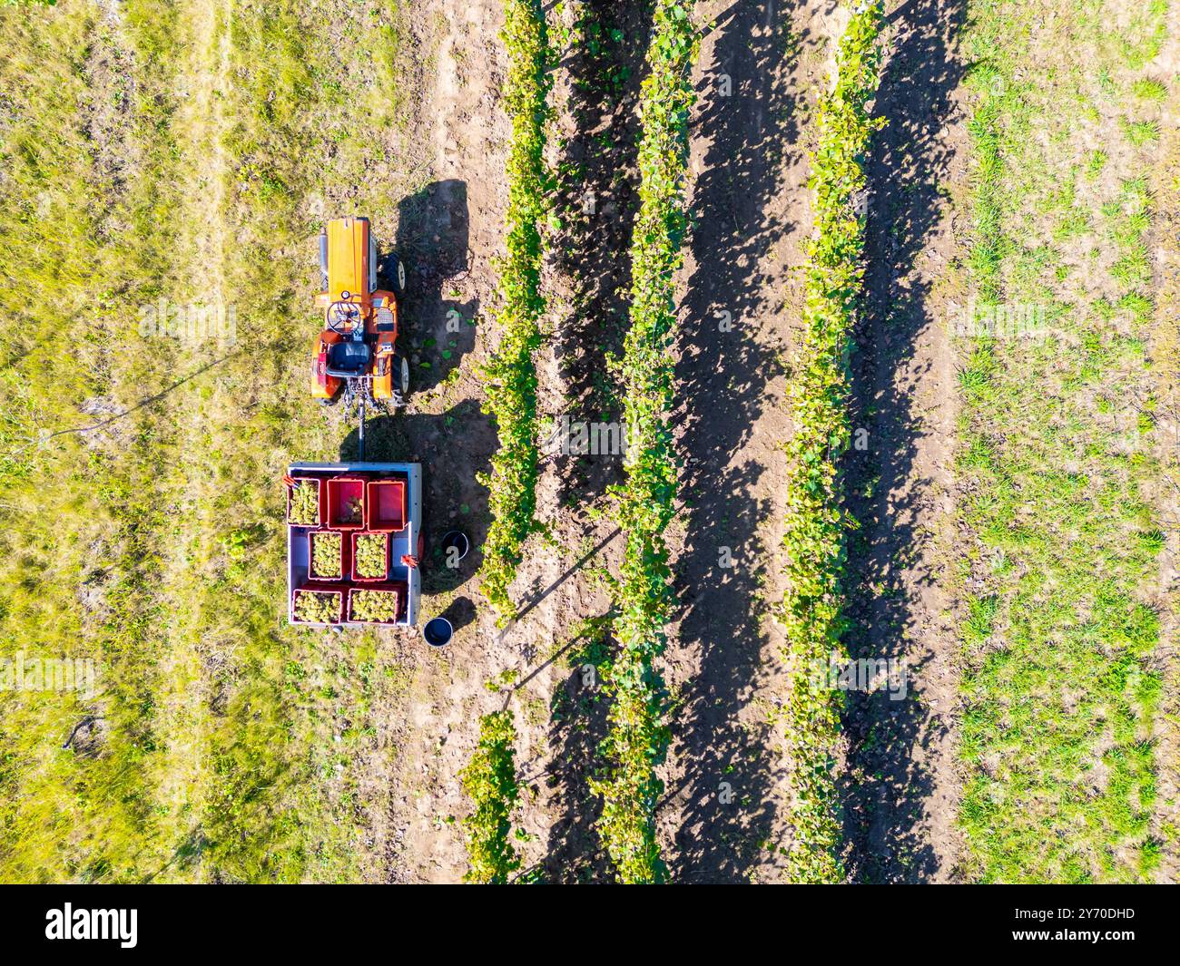 Aerial drone shot capturing a vineyard during harvest season. A tractor ...
