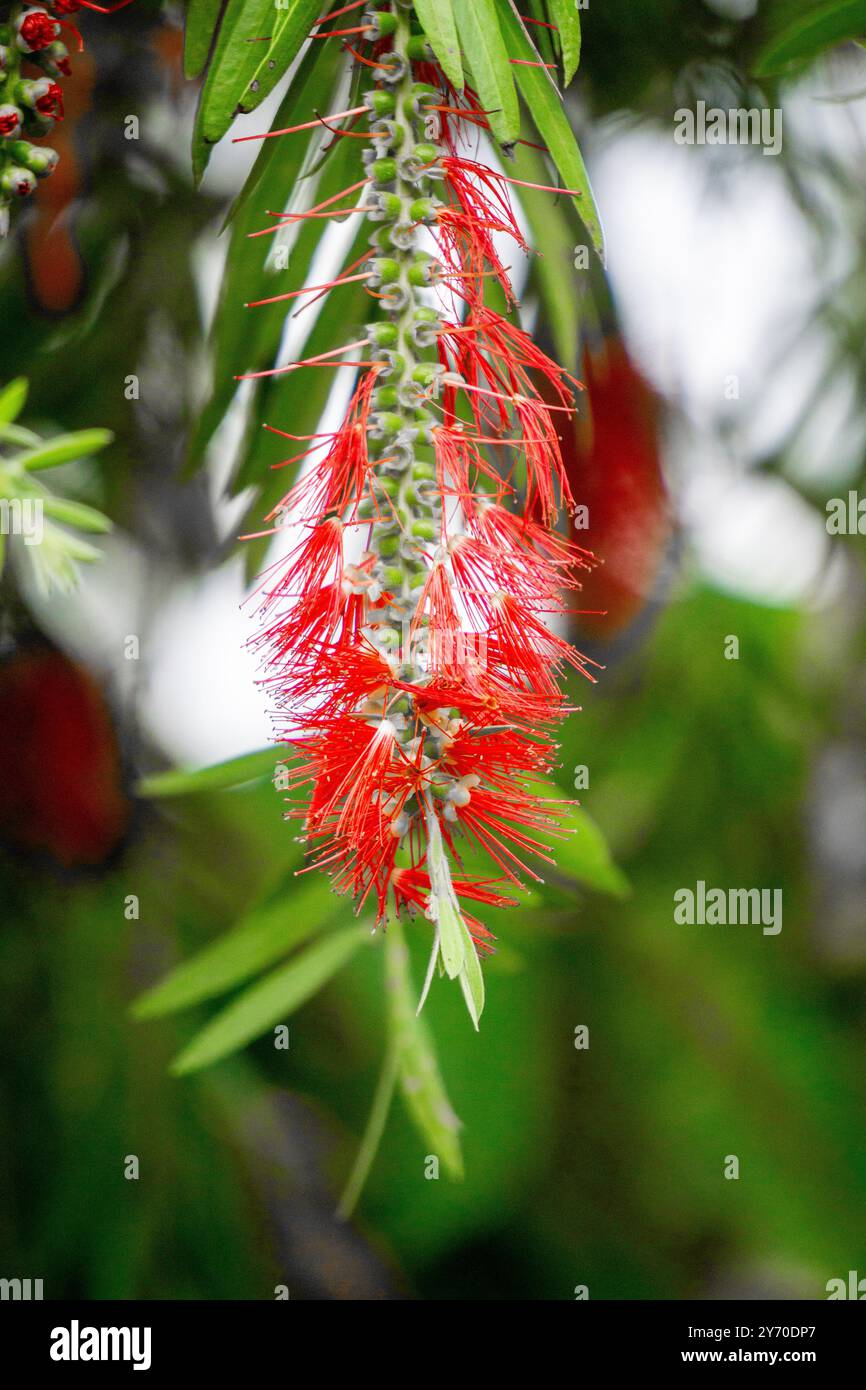 Melaleuca leucadendra (Kayu putih, Melaleuca leucadendron, weeping ...