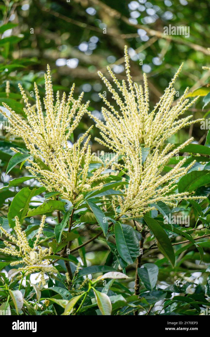 Castanea mollissima (Chinese chestnut, sarangan, berangan, Saninten ...