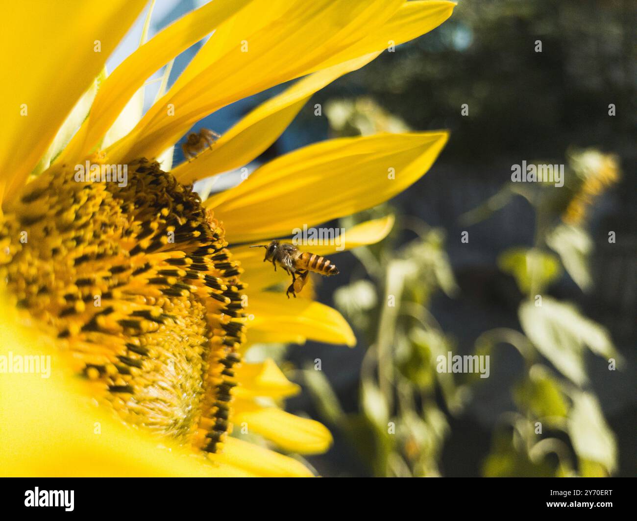 Bee gazing hi-res stock photography and images - Alamy