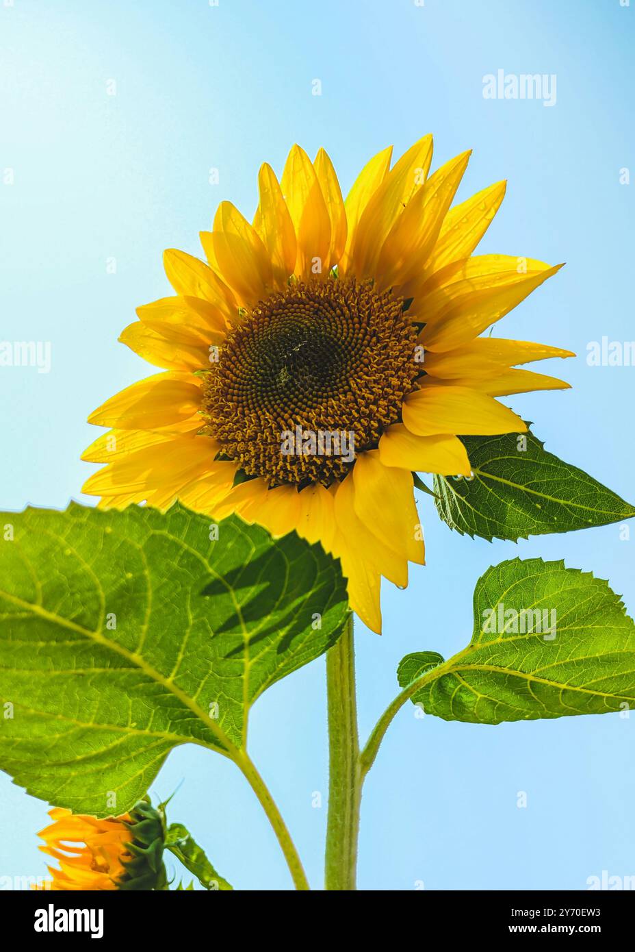 Blooming with joy and standing tall, this sunflower reminds us that ...
