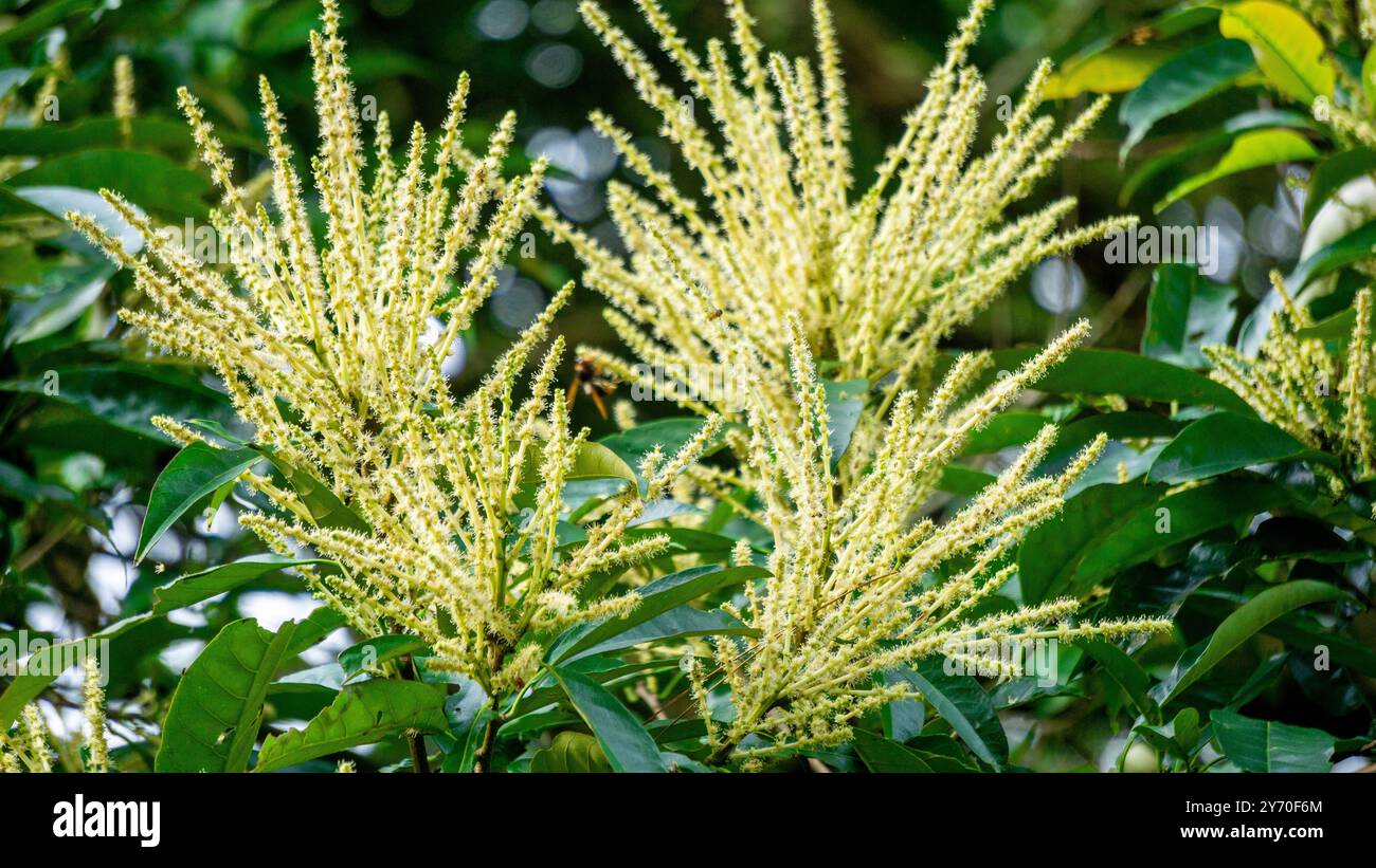 Castanea mollissima (Chinese chestnut, sarangan, berangan, Saninten ...
