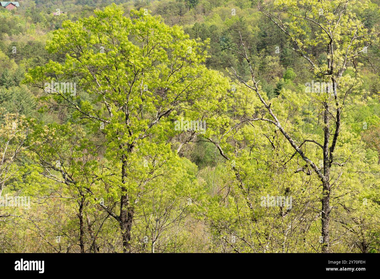 A dense section of trees in the Smoky Mountains, showcasing various ...