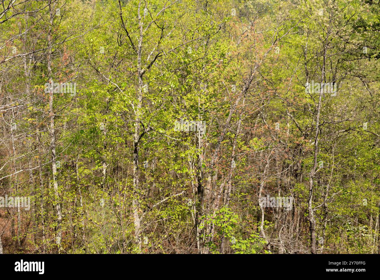 A dense section of trees in the Smoky Mountains, showcasing various ...