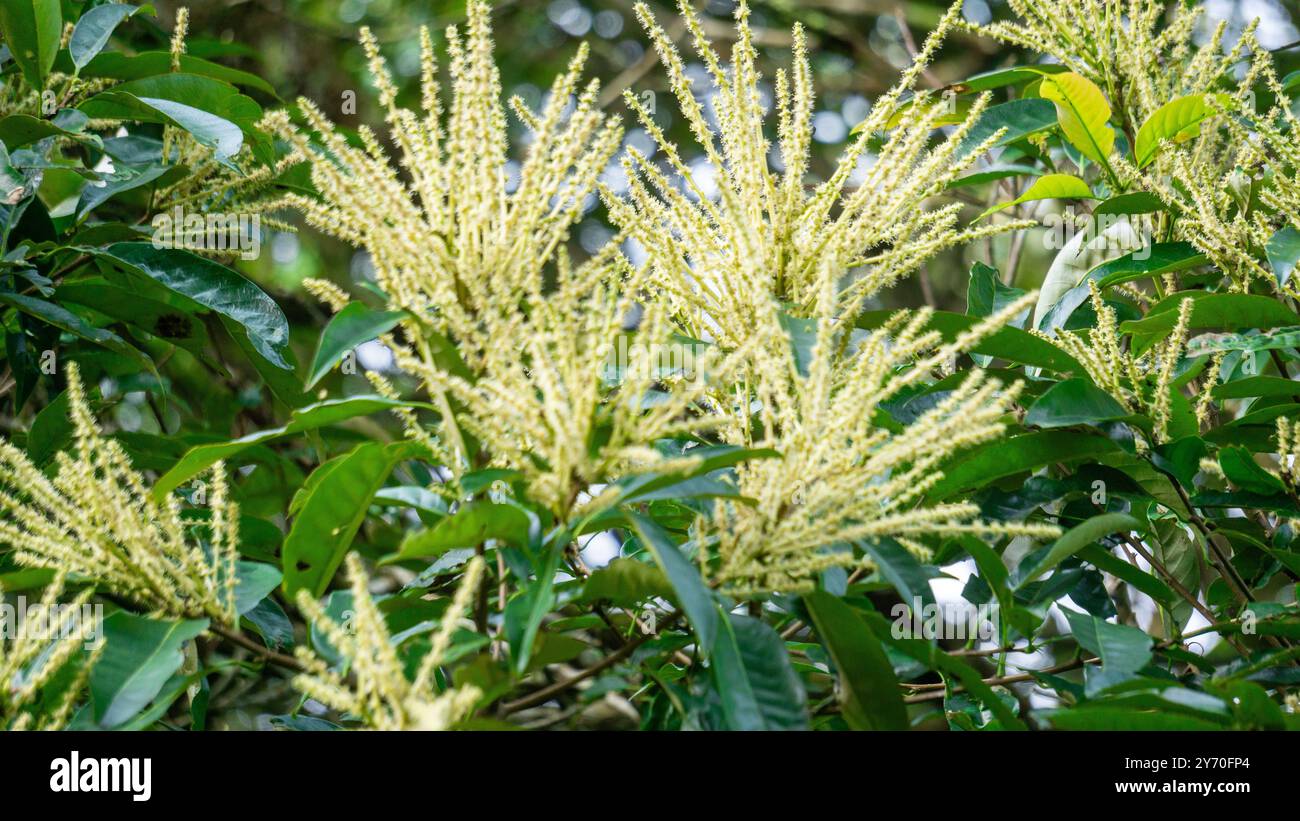 Castanea mollissima (Chinese chestnut, sarangan, berangan, Saninten ...