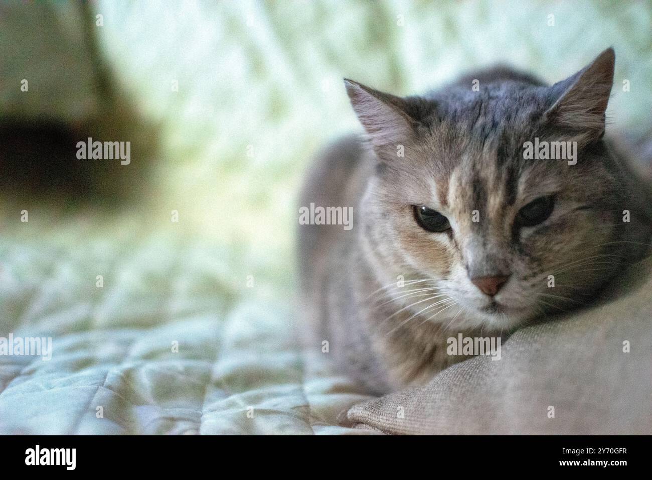 Beautiful female grey cat Stock Photo - Alamy