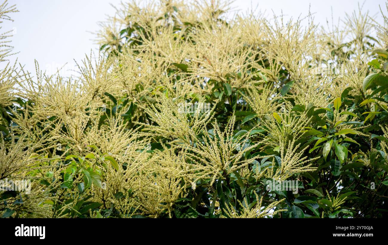 Castanea mollissima (Chinese chestnut, sarangan, berangan, Saninten ...