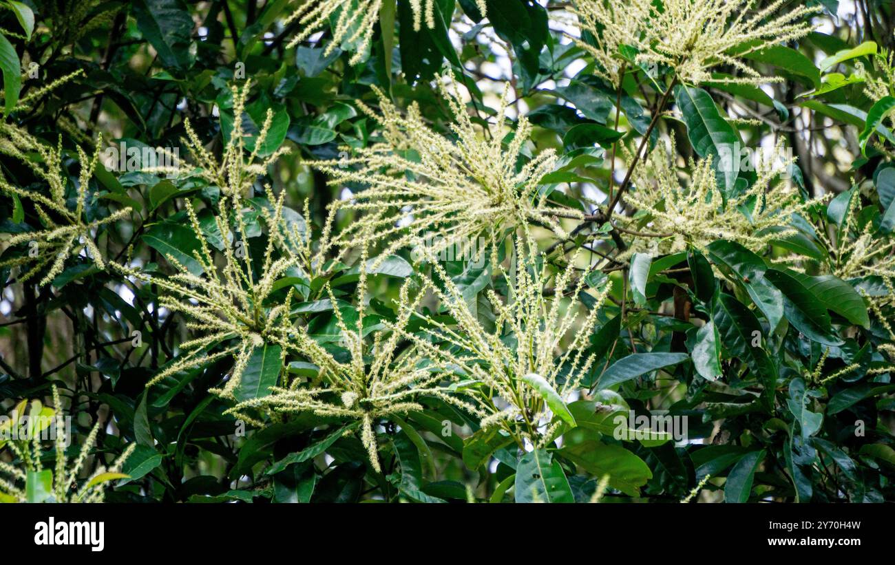Castanea mollissima (Chinese chestnut, sarangan, berangan, Saninten ...