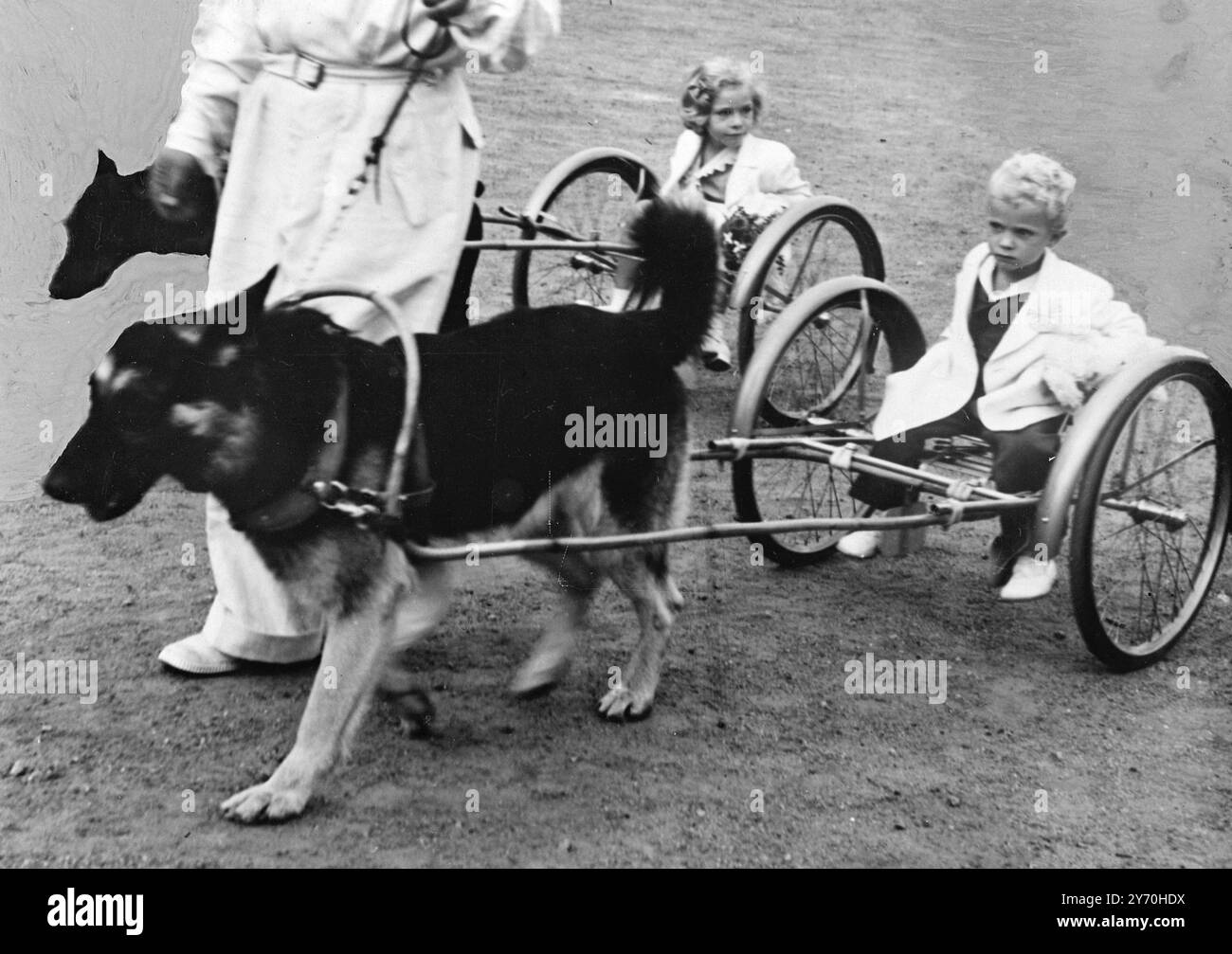 ROYAL DOG CARTS This was the big moment for free-year-old Prince CARL ...