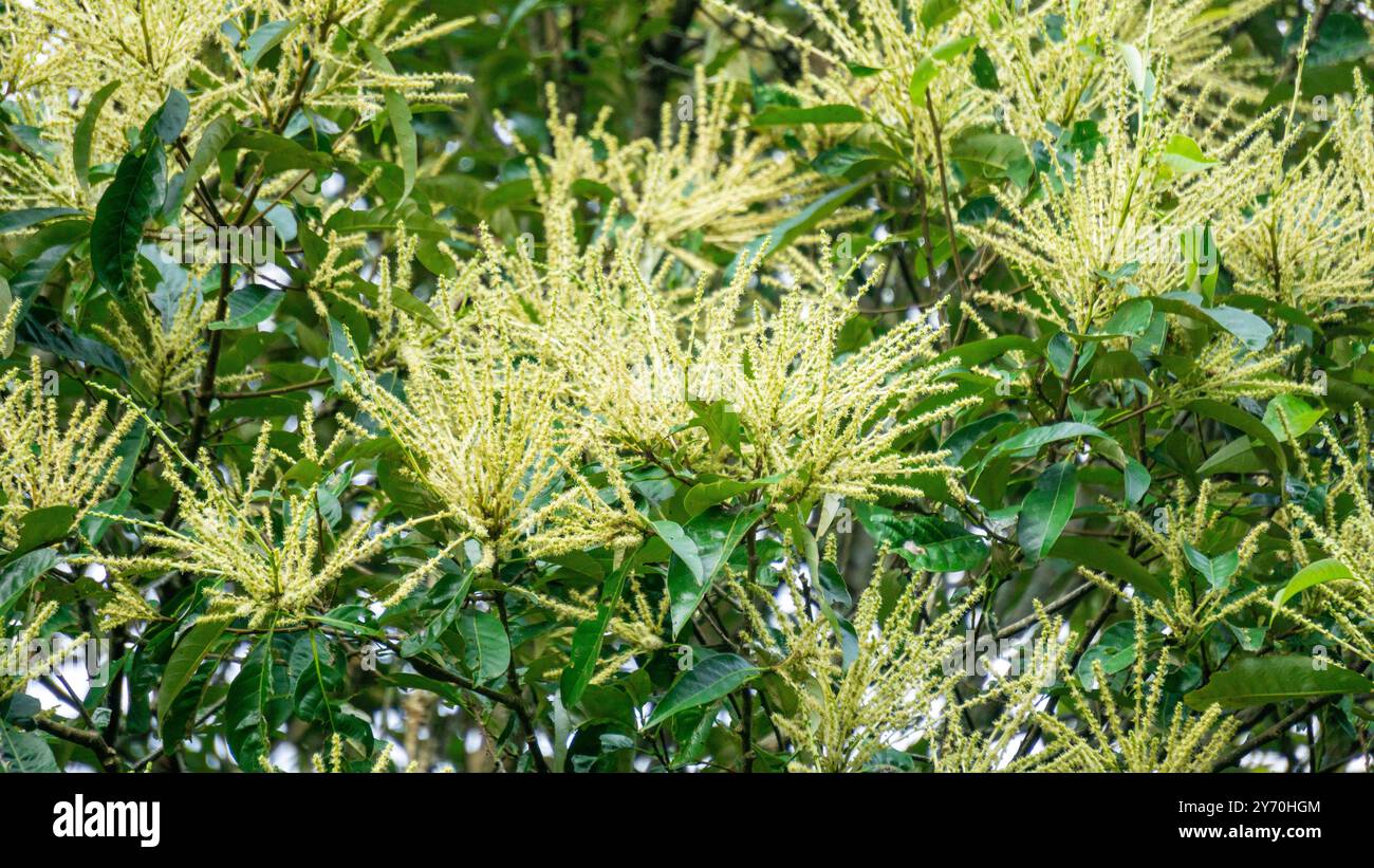 Castanea mollissima (Chinese chestnut, sarangan, berangan, Saninten ...