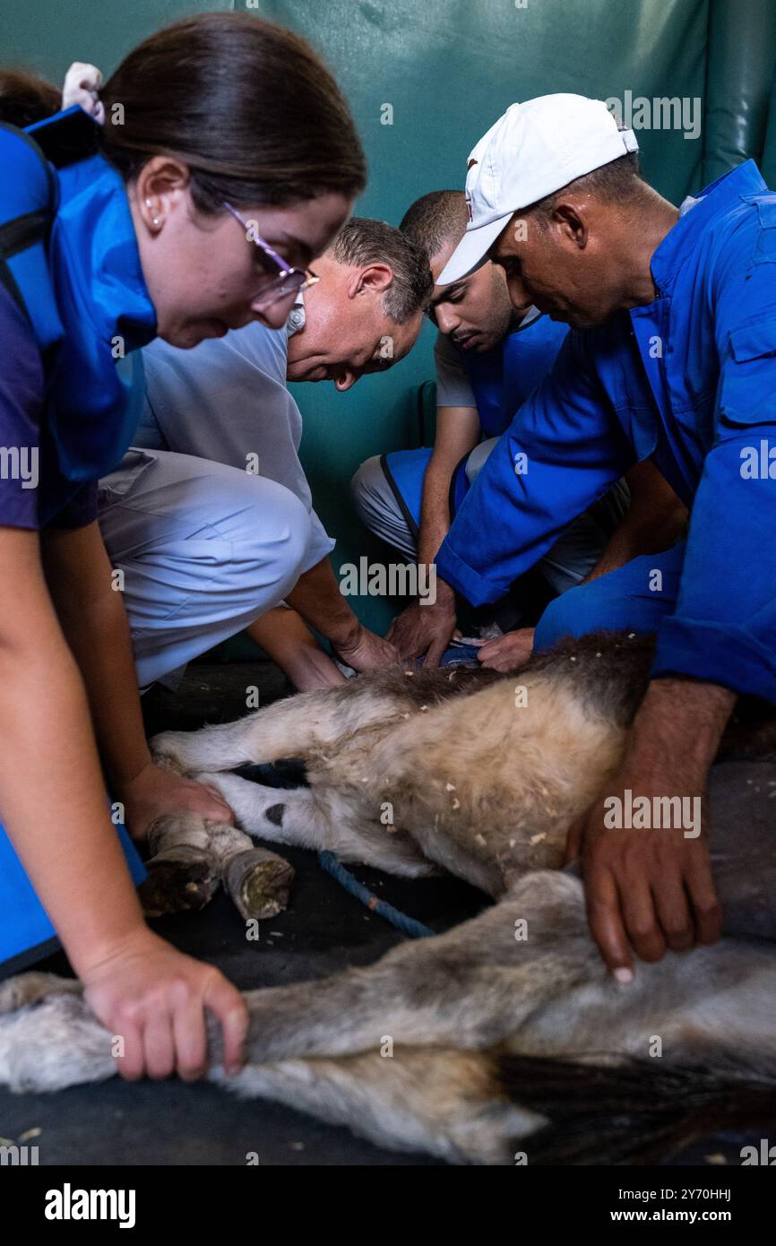 Donkey student hi-res stock photography and images - Alamy