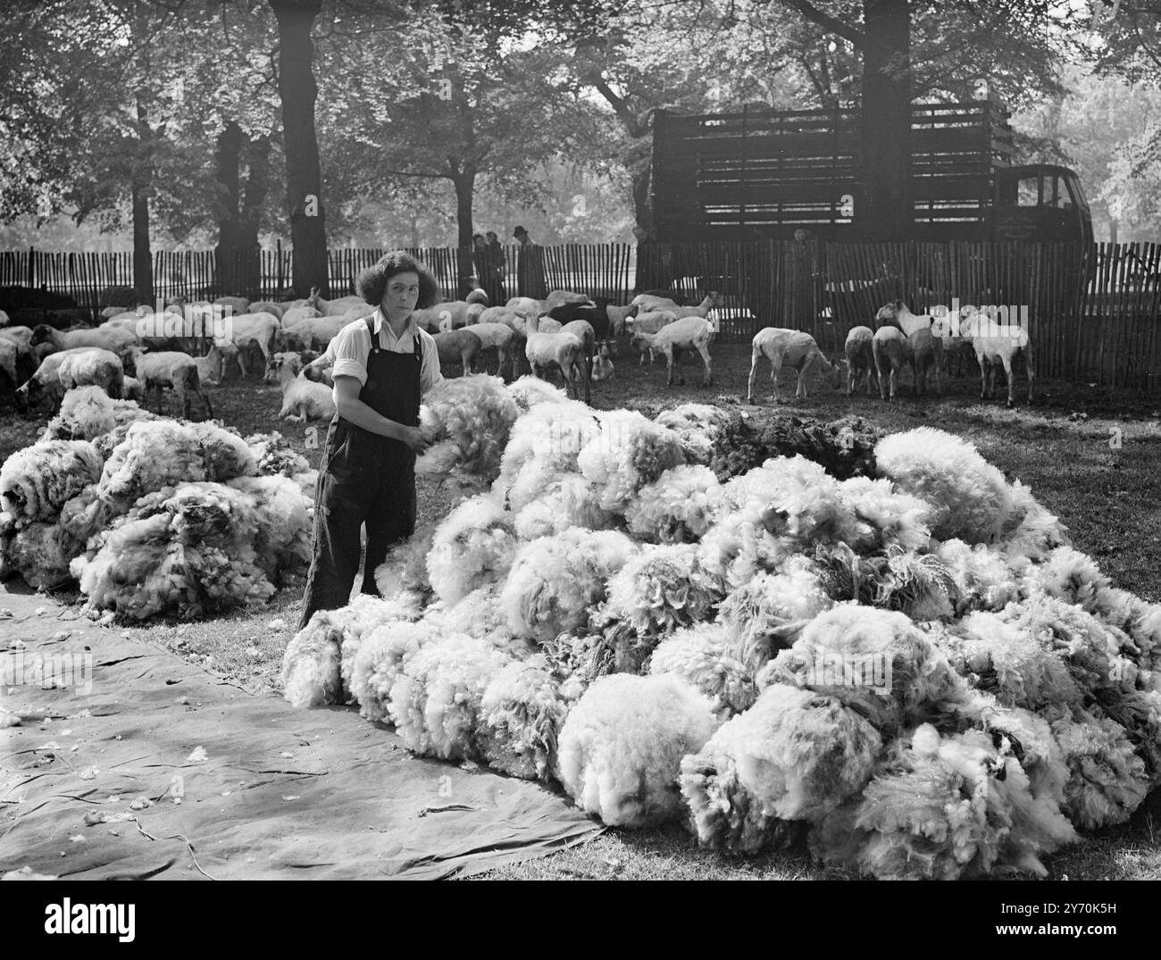 COATS OFF AT THE HYDE PARK SHEEP STATION Wool - gatherer of a practical ...