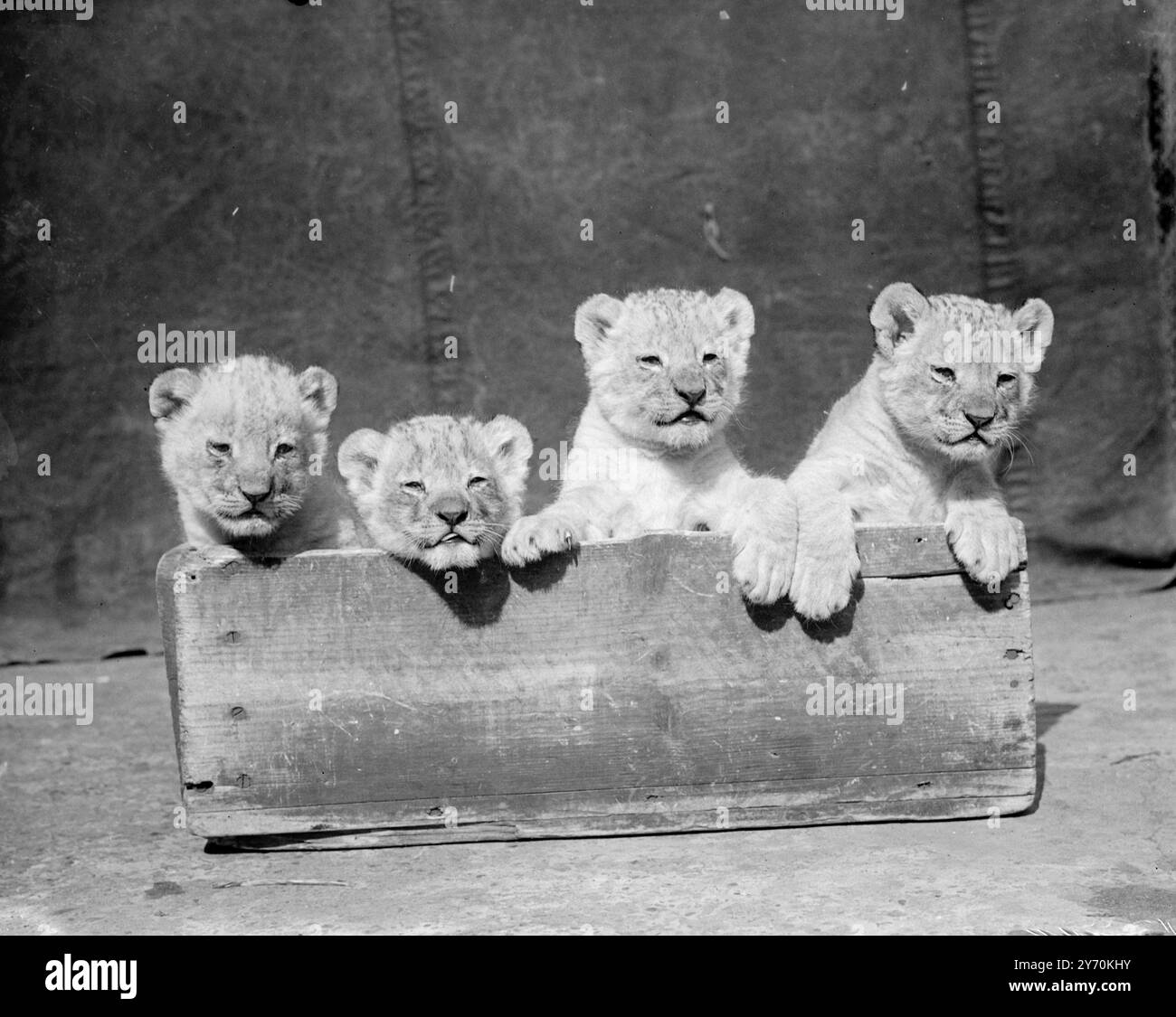Lion cub mother not seal not sea lion Black and White Stock Photos ...