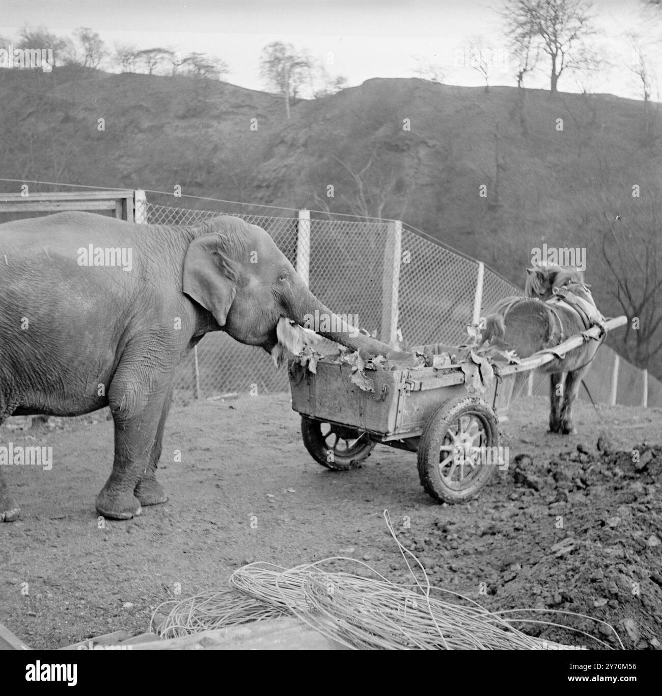 ELEPHANT AND DONKEY 1 January 1949 Stock Photo - Alamy