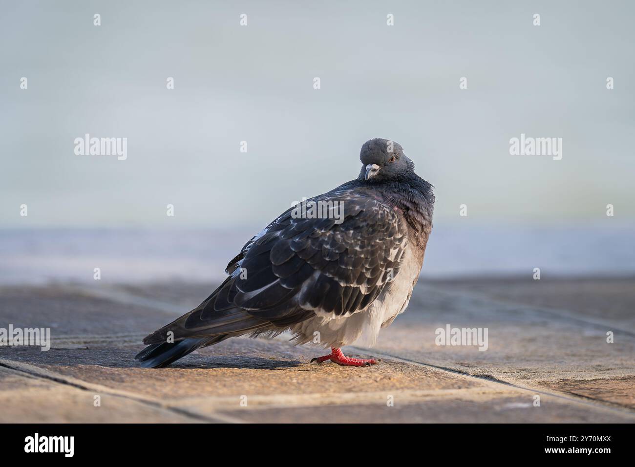 Feral pigeon (Columba livia domestica), also called city dove or street ...