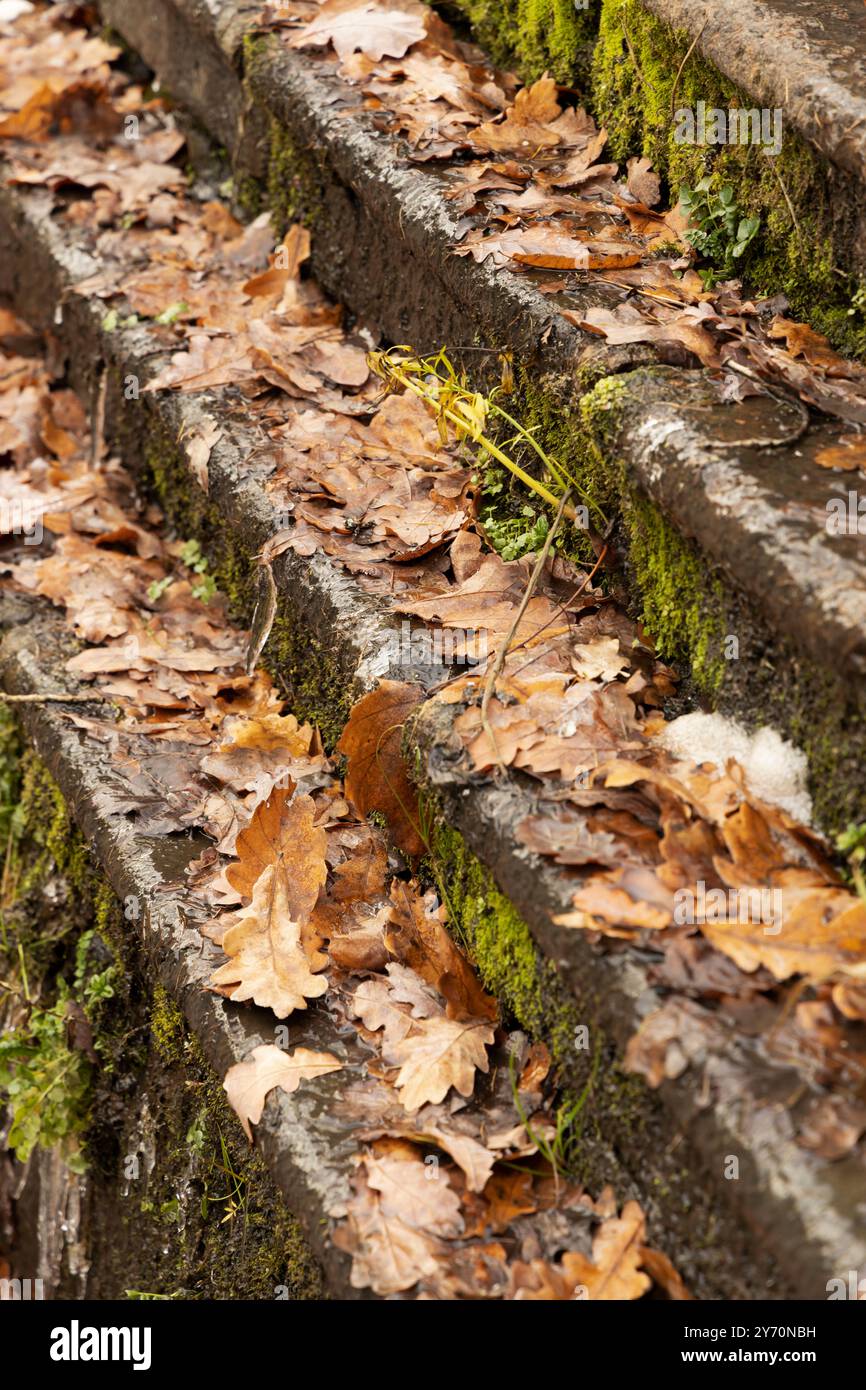 Vertical shot with diagonal steps covered with fallen leaves Stock ...