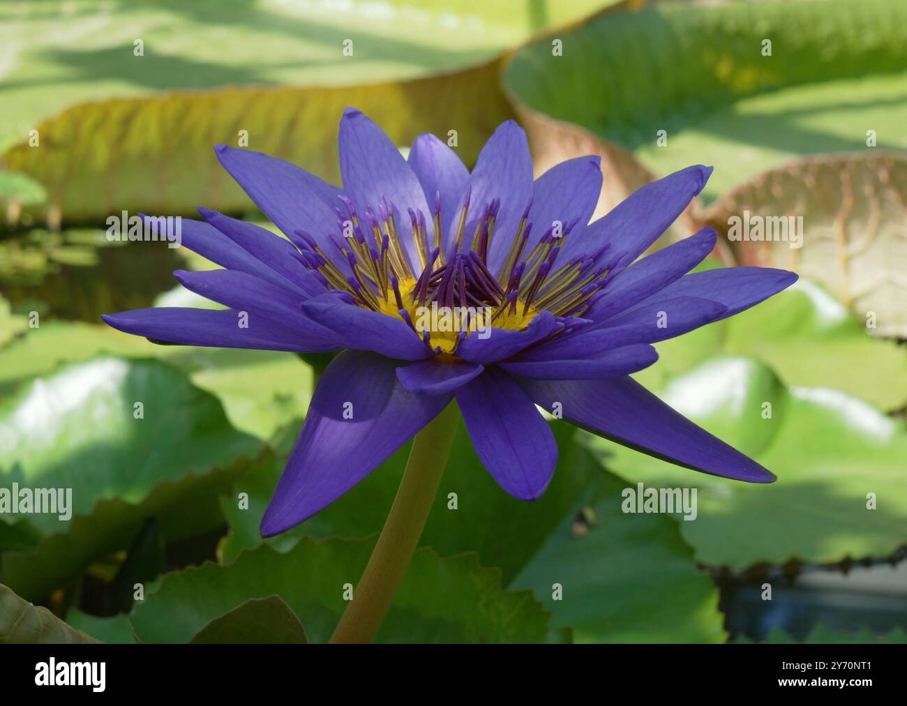 Blue Nymphaeae water lily flower Stock Photo - Alamy