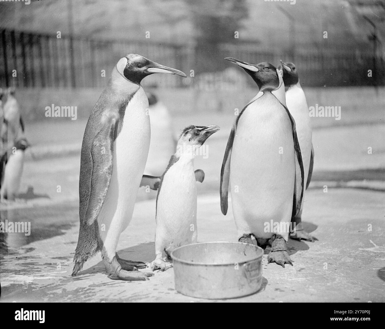 4 small fish Black and White Stock Photos & Images - Alamy