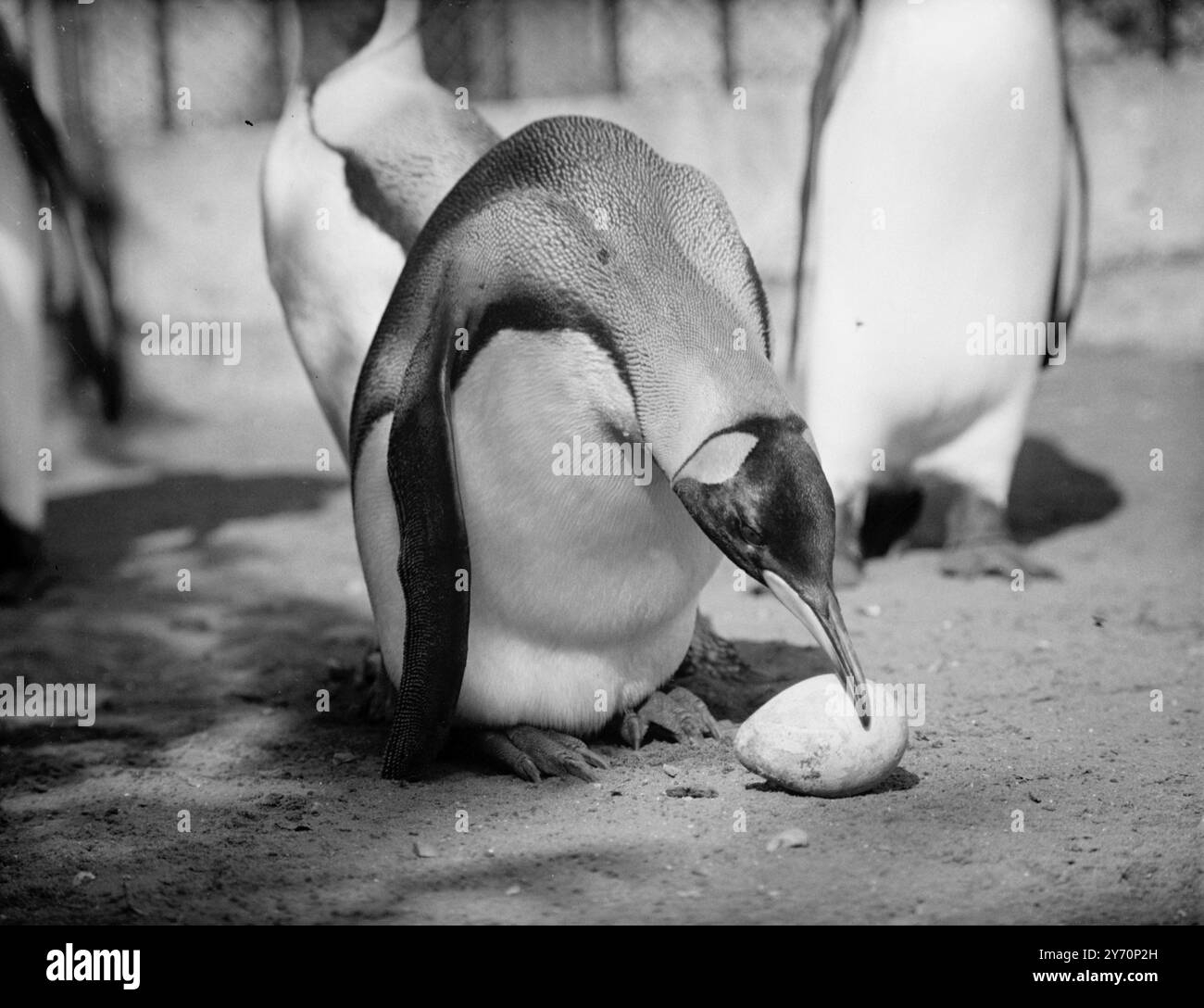 History making is in the air at the London zoo, where King penguins ...