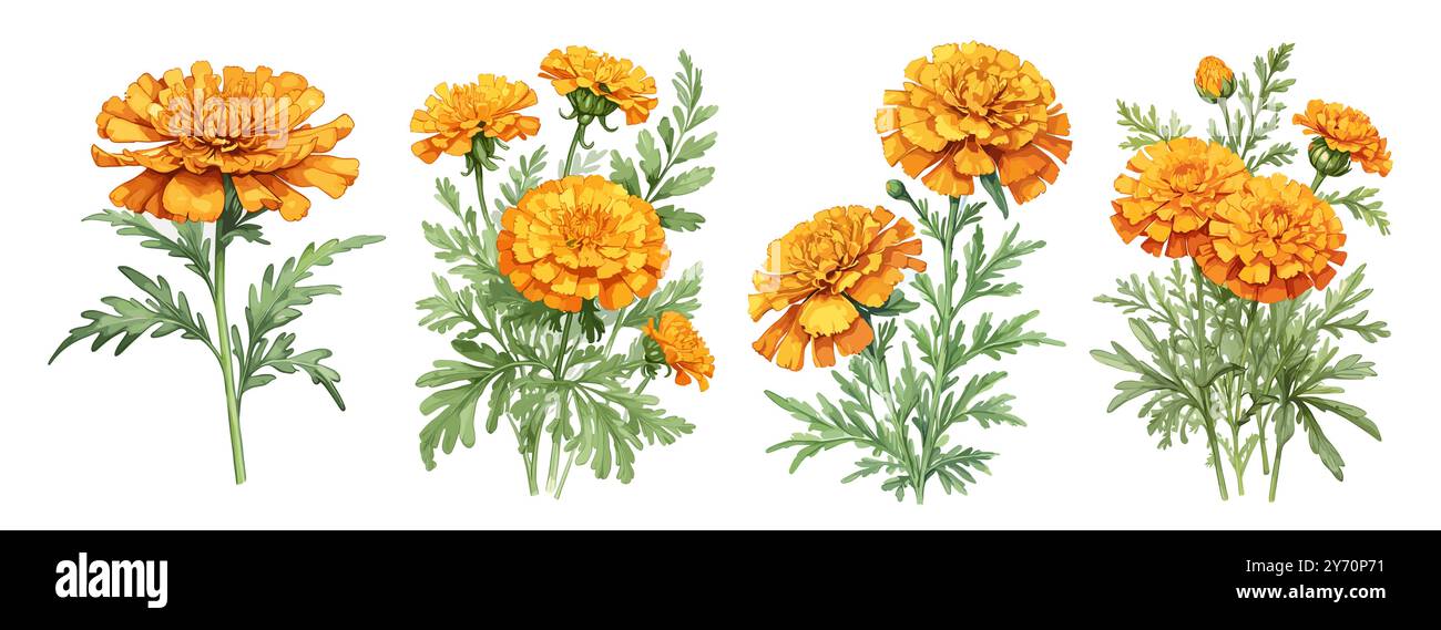 Set of Gorgeous Marigold flower watercolor art Stock Vector Image & Art ...