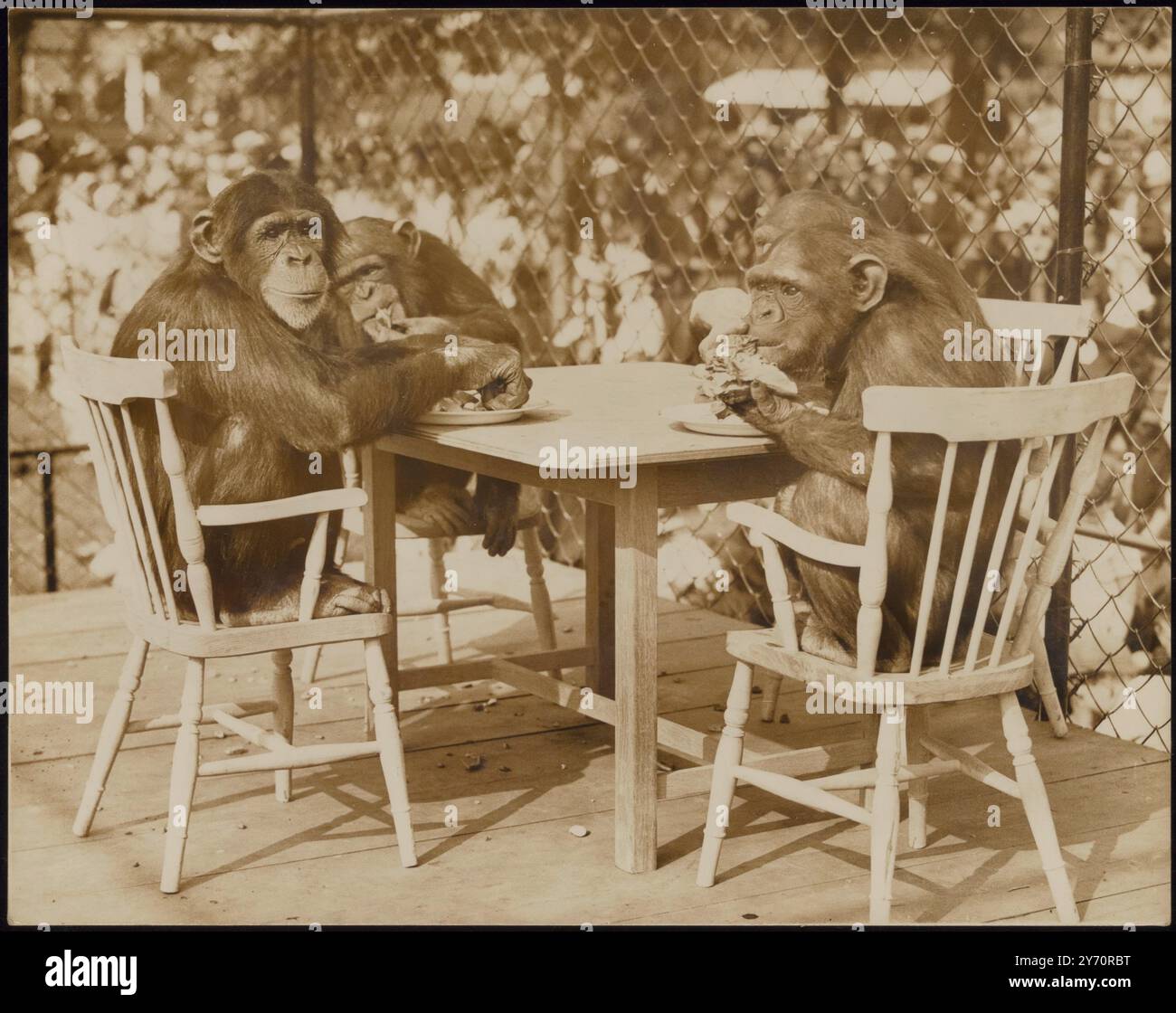 THESE CHIMPS ARE SO GENTEEL!TEA PARTY AGAIN AT THE LONDON ZOO. The ...