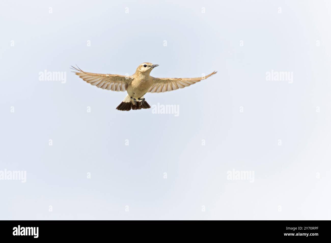 An isabelline wheatear (Oenanthe isabellina) in flight Stock Photo - Alamy