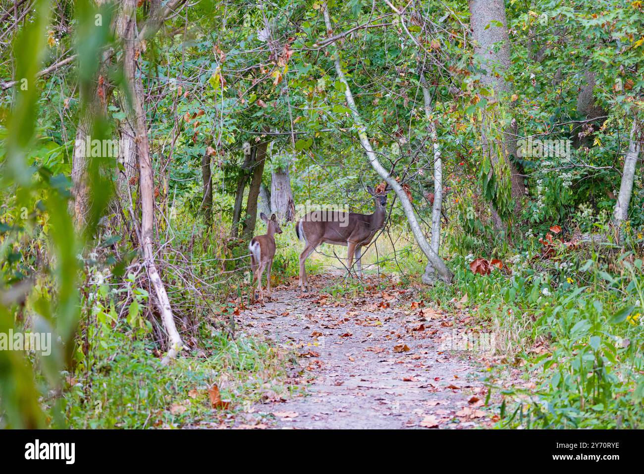Deer. The white-tailed deer also known as the whitetail or Virginia ...