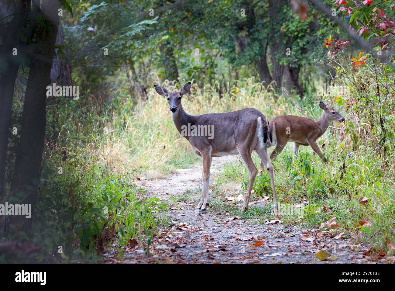 Deer. The white-tailed deer also known as the whitetail or Virginia ...