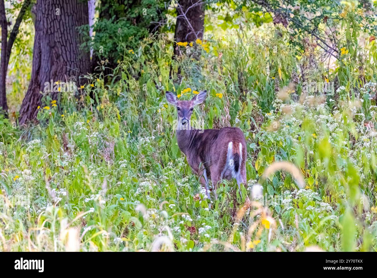 Deer. The white-tailed deer also known as the whitetail or Virginia ...