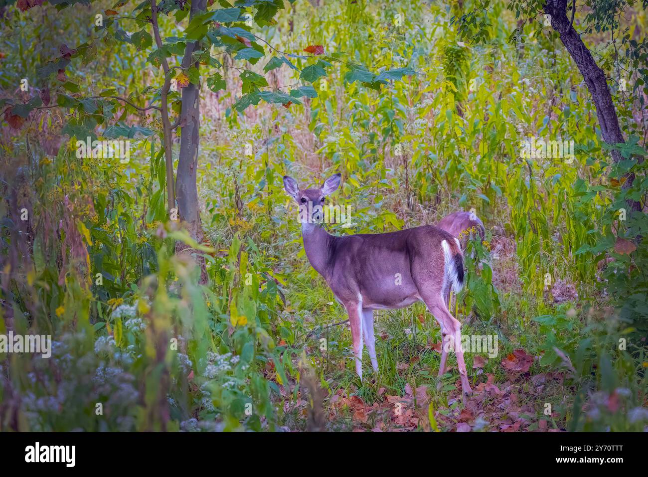 Deer. The white-tailed deer also known as the whitetail or Virginia ...