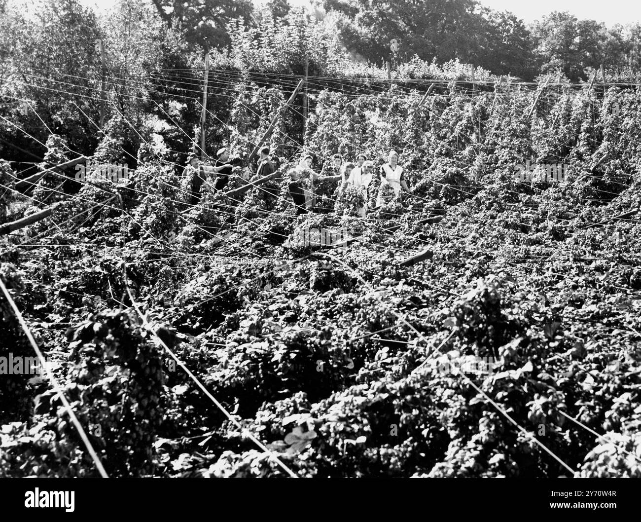 Hop well Black and White Stock Photos & Images - Alamy