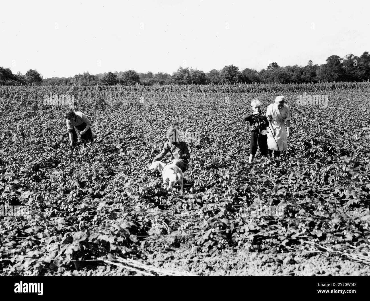Early hop pickers survey gale damage at Goudhurst , Kent , where many ...