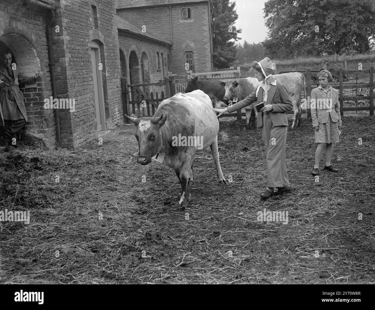 Northants weekly Farm School - Bullocks in foldyard . 1 January 1946 ...