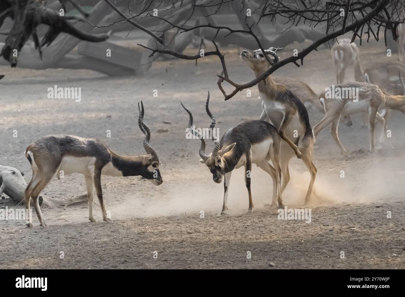 Wild Blackbuck Antelopes Engaged in Intense Fight. Blackbuck Antelope ...
