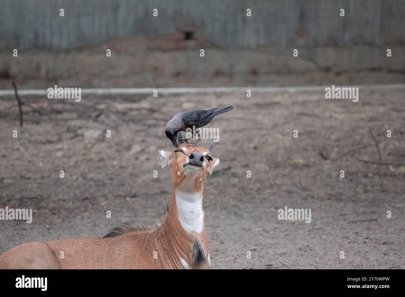 Peaceful Grooming Moment Between Crow and Nilgai. Symbiotic ...