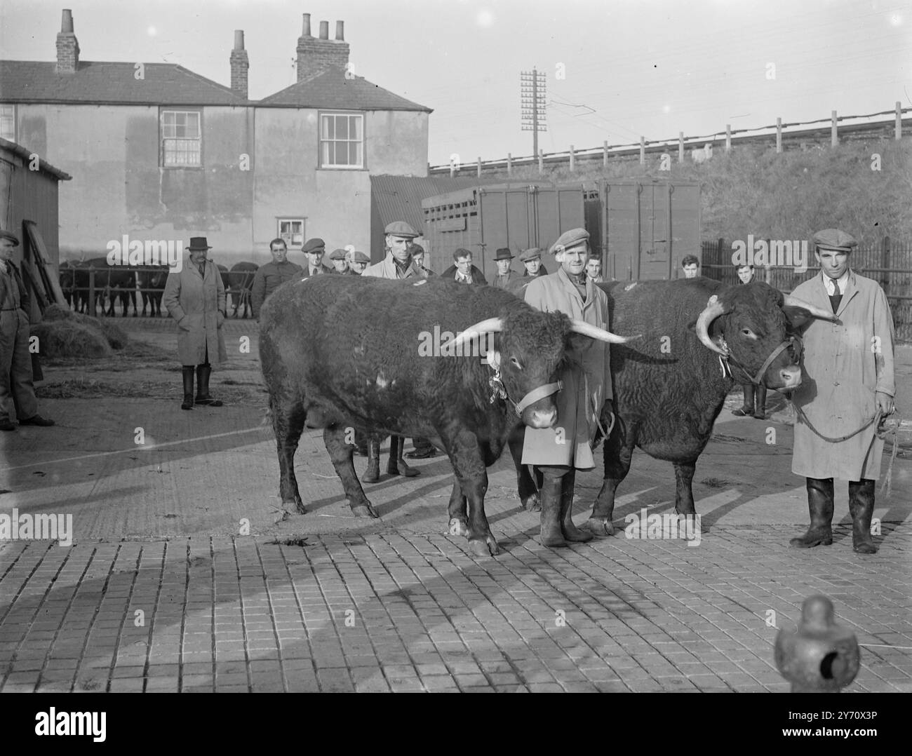 Rochester Fat Stock Show . 1 January 1946 Stock Photo - Alamy