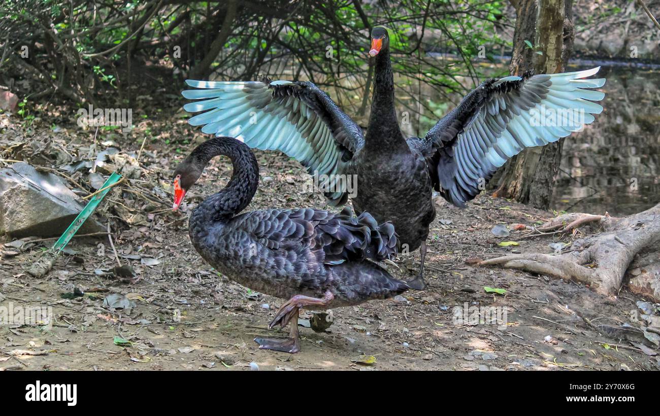 Pair of Black Swans in Forest, One Spreading Wings. One swan is ...