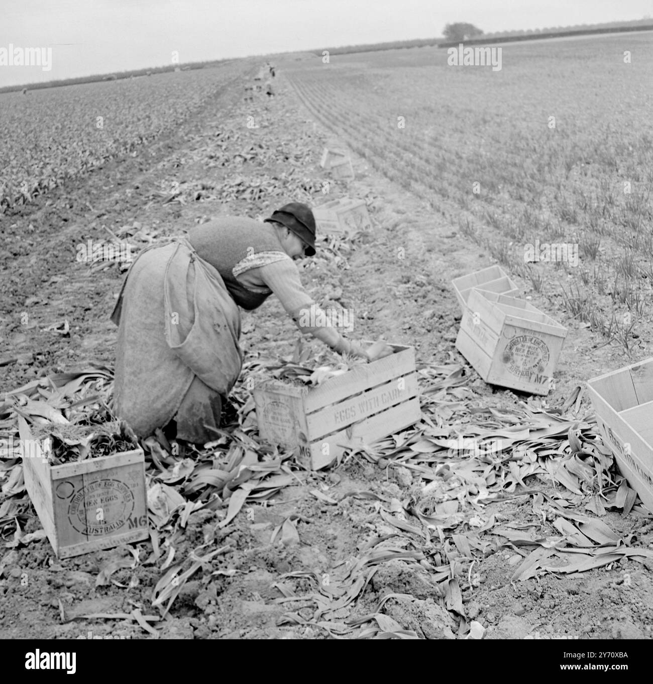 Leeks - Harvesting . 22 April 1947 Stock Photo - Alamy