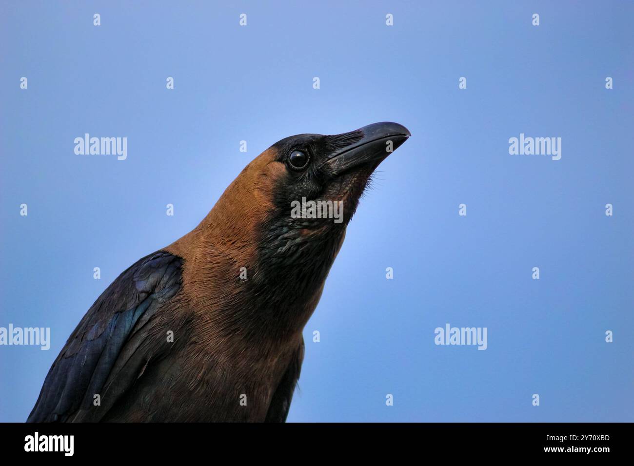 Crow habitat hi-res stock photography and images - Alamy